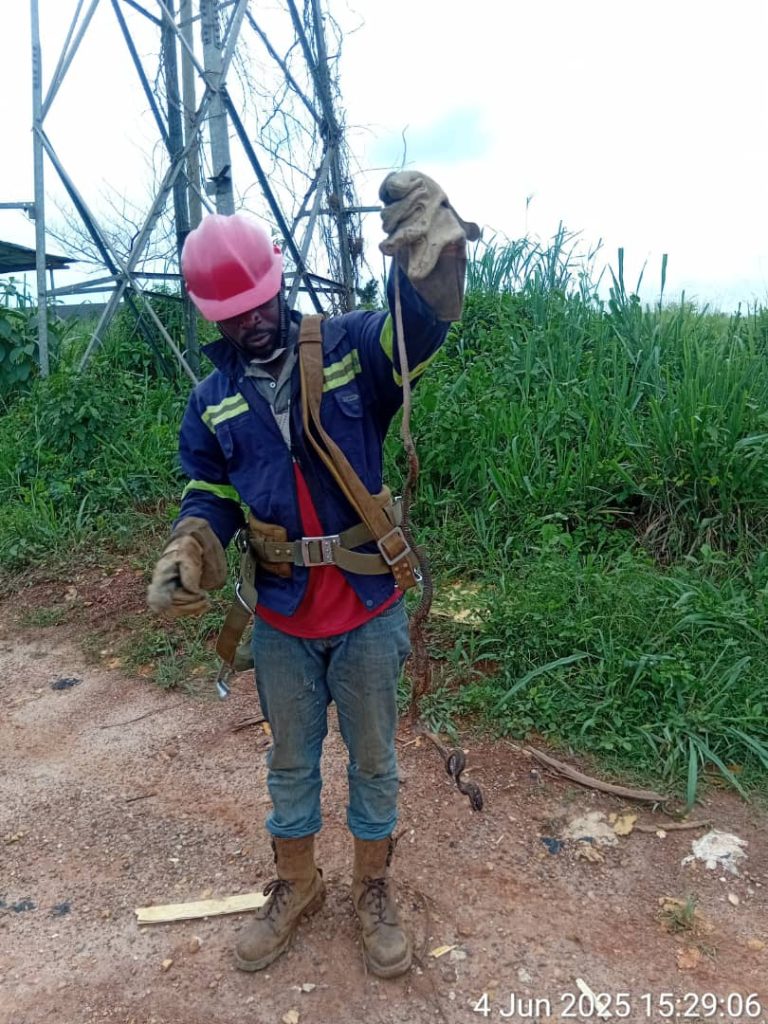 Snake causes power outage in Ashanti; ECG strengthens Wildlife ...